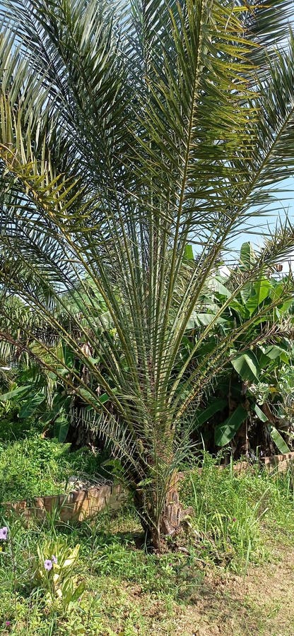 Dates tree in front yard stock image. Image of yard - 274931143