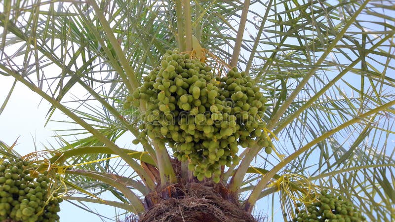 Dates Tree in UAE Looking Beauty Full Stock Image - Image of nature ...