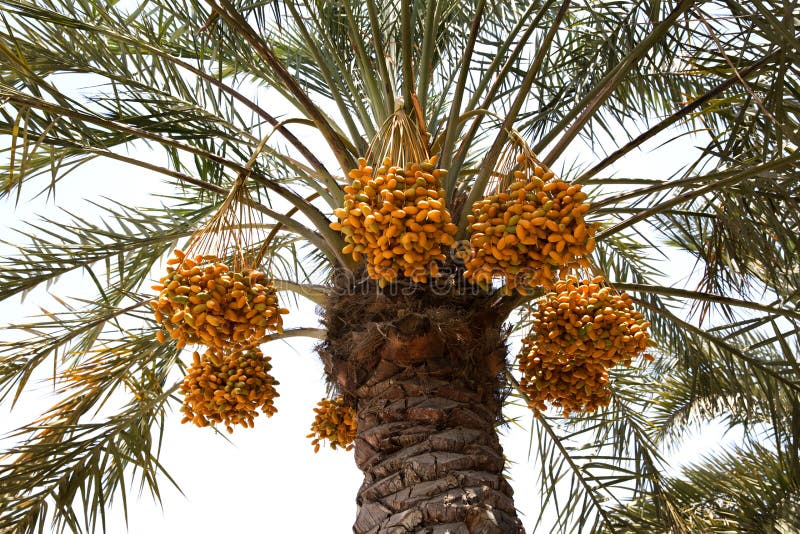 Dates Tree with Kimri Dates Stock Image - Image of green ...