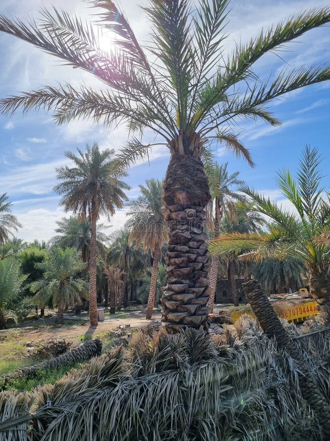 Dates Tree Kurma Garden Arabic Arabia Stock Photo - Image of arabia ...