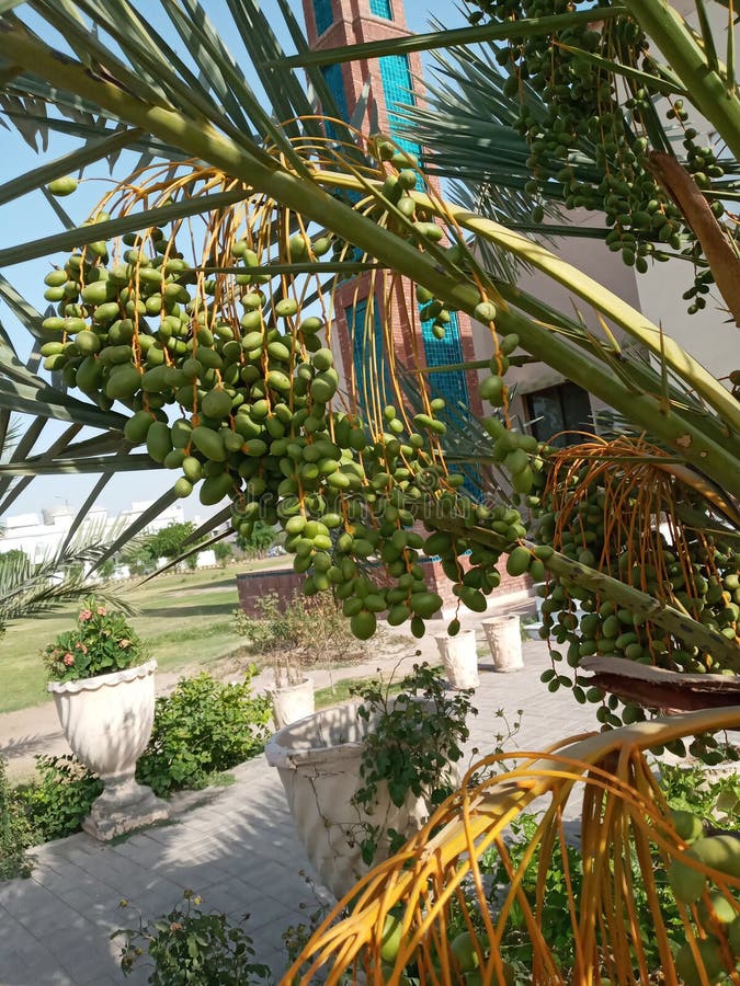 A dates tree stock photo. Image of stood, land, tall - 125992698