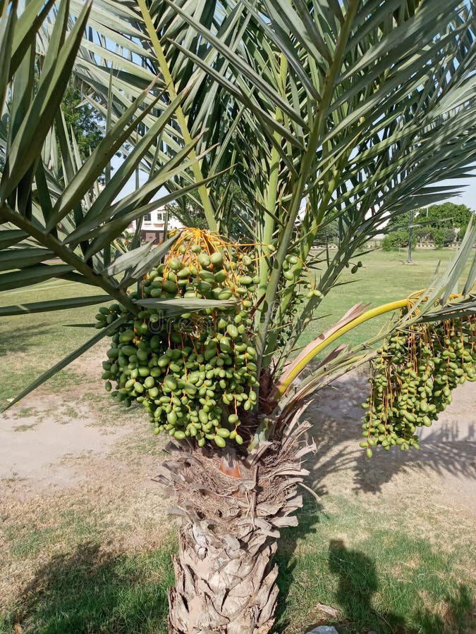 A dates tree stock photo. Image of stood, land, tall - 125992698