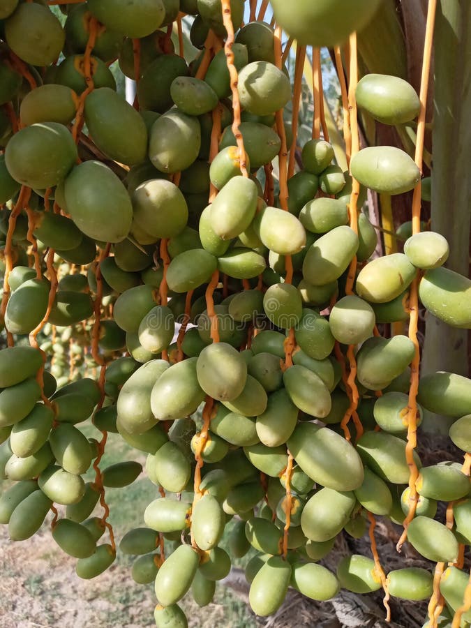 Dates Tree In The Garden In Medina, Saudi Arabia. Dates Is Original ...