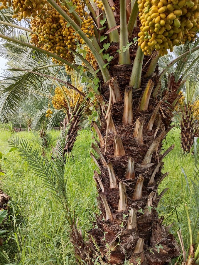 Dates Tree. Natural Beauty stock image. Image of dates - 251628767