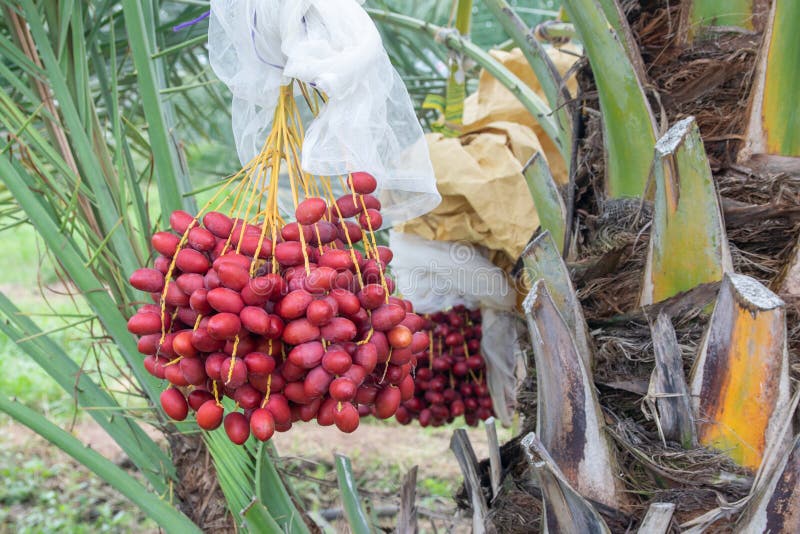Dates Tree Palm Branches with Ripe Dates Stock Photo - Image of botany ...