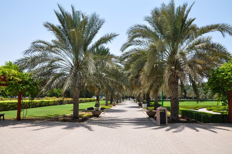 Dates Tree in the Garden in Medina, Saudi Arabia. Dates is Original ...