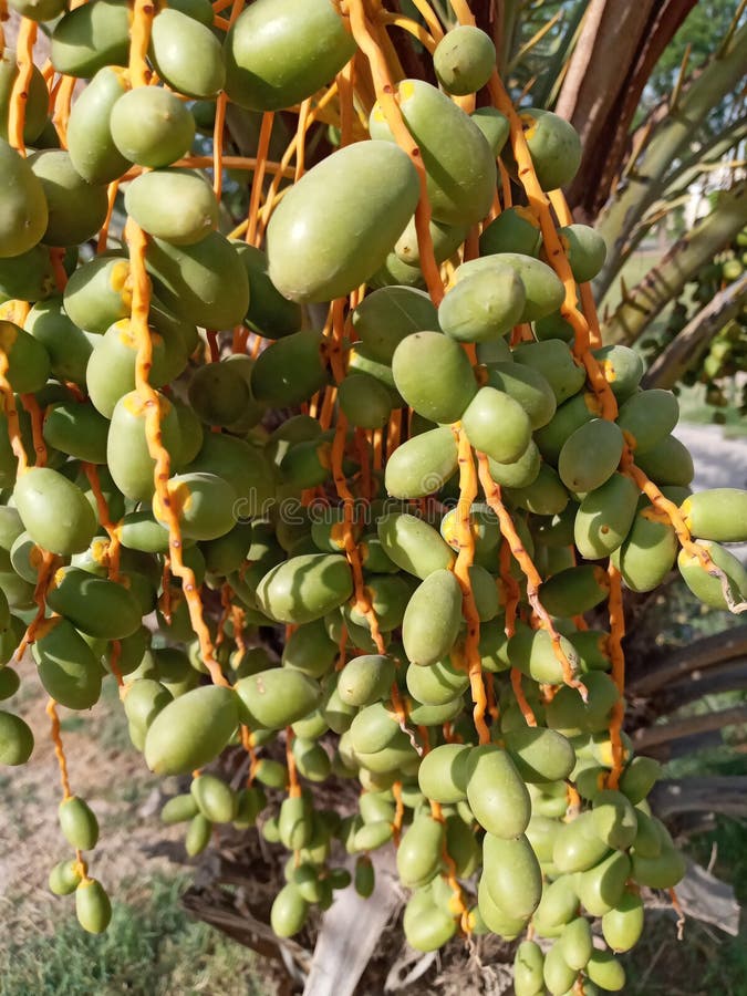 Dates with tree raw bonch stock photo. Image of evergreen - 193082842