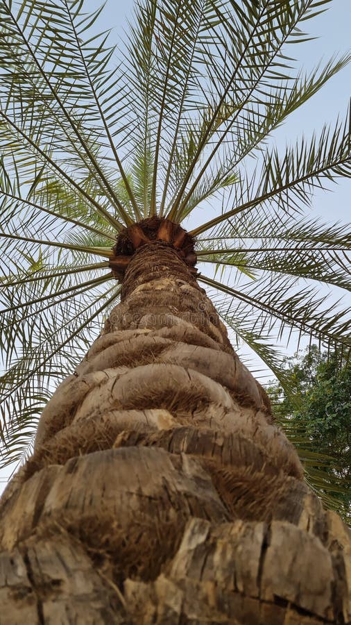 Dates Tree in this Season Ready To Fruit Stock Image - Image of ready ...