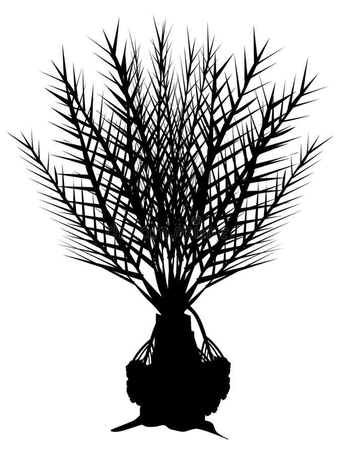 Dates Tree Silhouette Isolated on White Stock Illustration ...