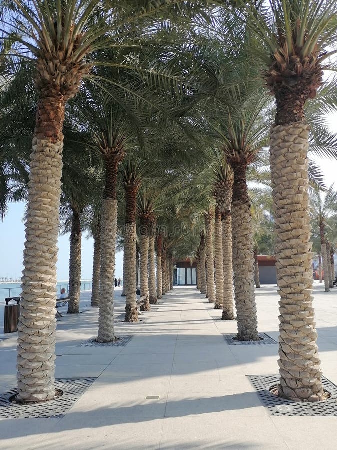 A dates tree stock photo. Image of stood, land, tall - 125992698