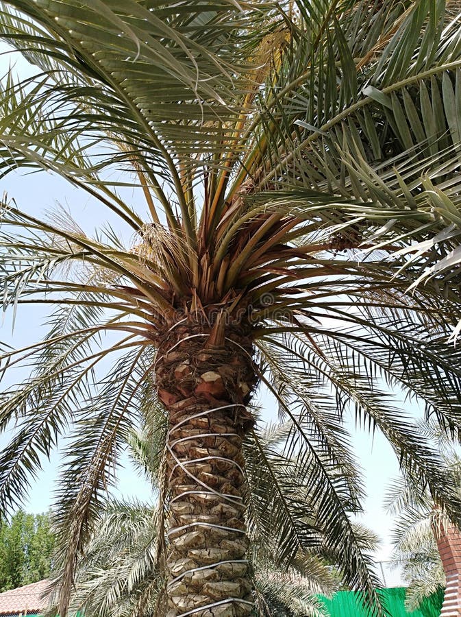 Dates tree stock photo. Image of east, middle, dates - 125031804