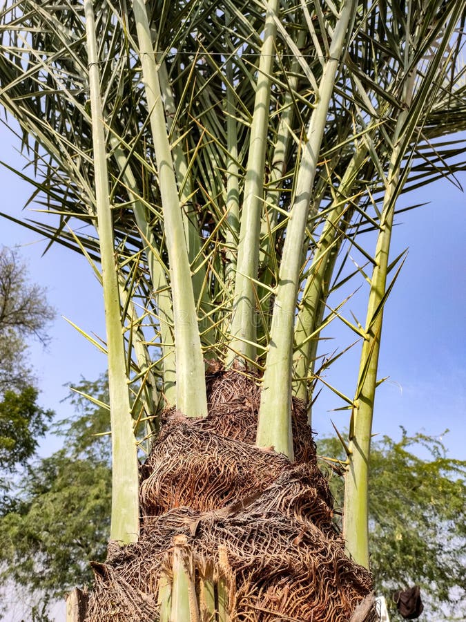 A dates tree stock photo. Image of stood, land, tall - 125992698