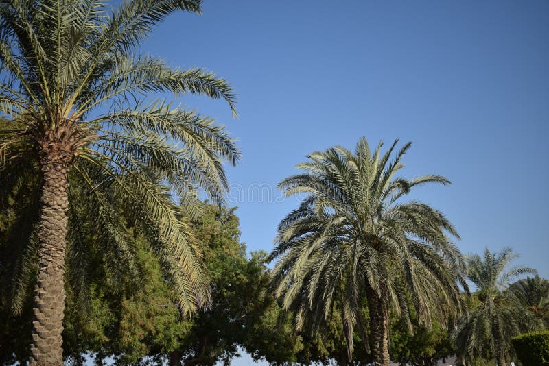 Dates Tree in UAE Looking Beauty Full Stock Image - Image of nature ...