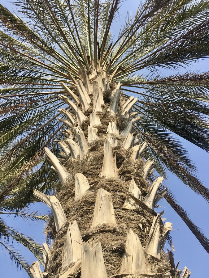 A dates tree stock photo. Image of stood, land, tall - 125992698