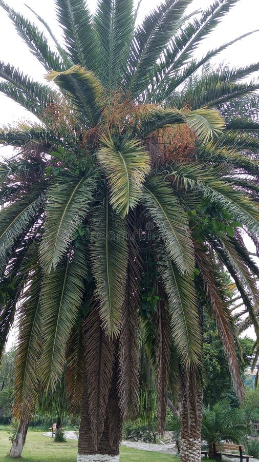 A dates tree stock photo. Image of stood, land, tall - 125992698