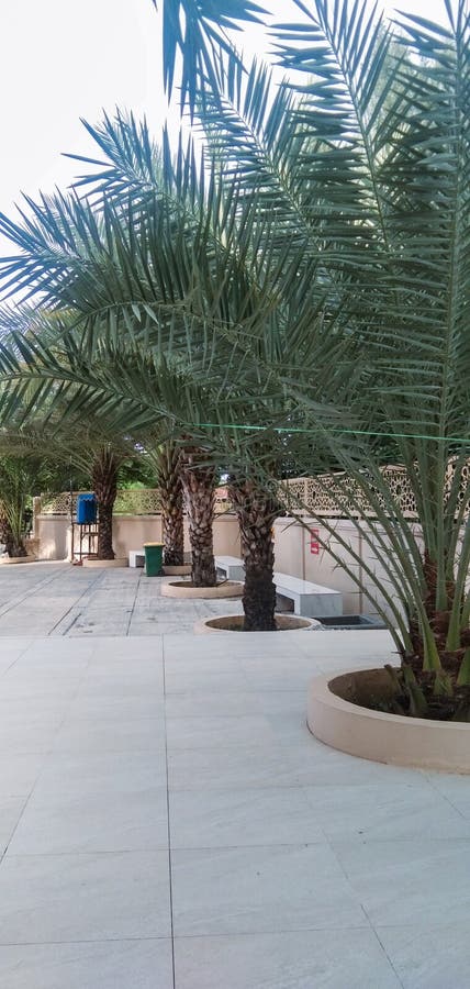 Dates Trees Around a Beautiful Mosque Stock Photo - Image of trees ...