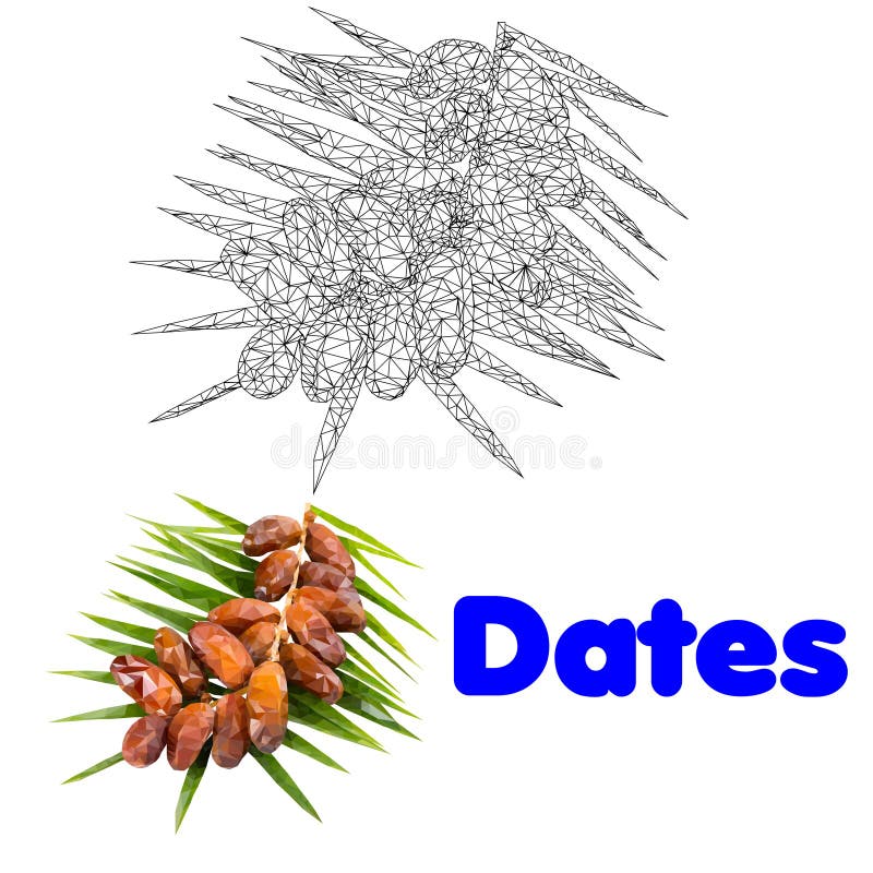 Dates Fruit Coloring Stock Illustrations – 16 Dates Fruit Coloring ...