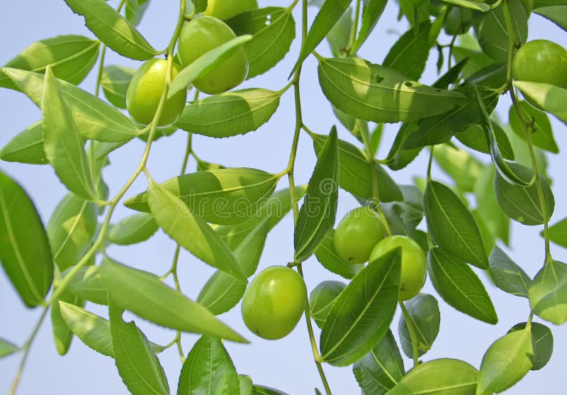 Datte chinoise image stock. Image du fruits, paume, phénix - 10695685