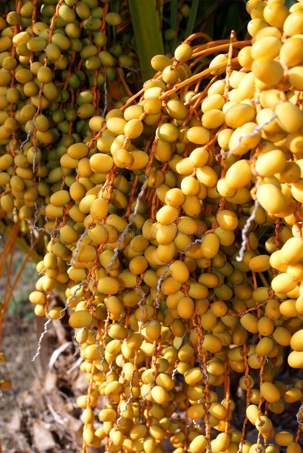 Rendement De Palmier Dattier (Phoenix Dactylifera) Image stock - Image ...