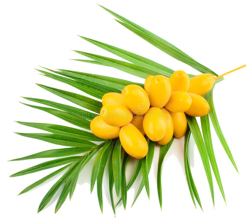 Fruits frais de datte image stock. Image du dattes, datte - 20136183