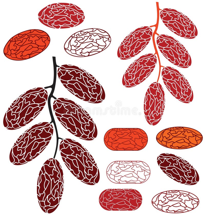 Dessin De Fruit De Date, Dattes Sèches Croquis Des Dates Sur Le Fond ...