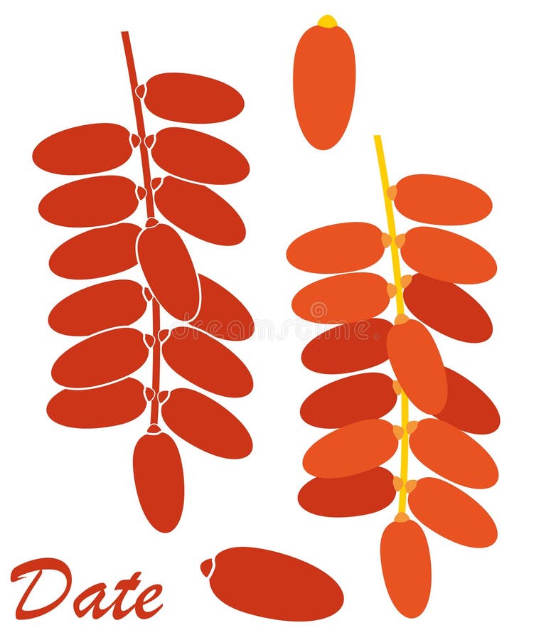 Datte Stock Illustrations, Vecteurs, & Clipart – (319,876 Stock ...