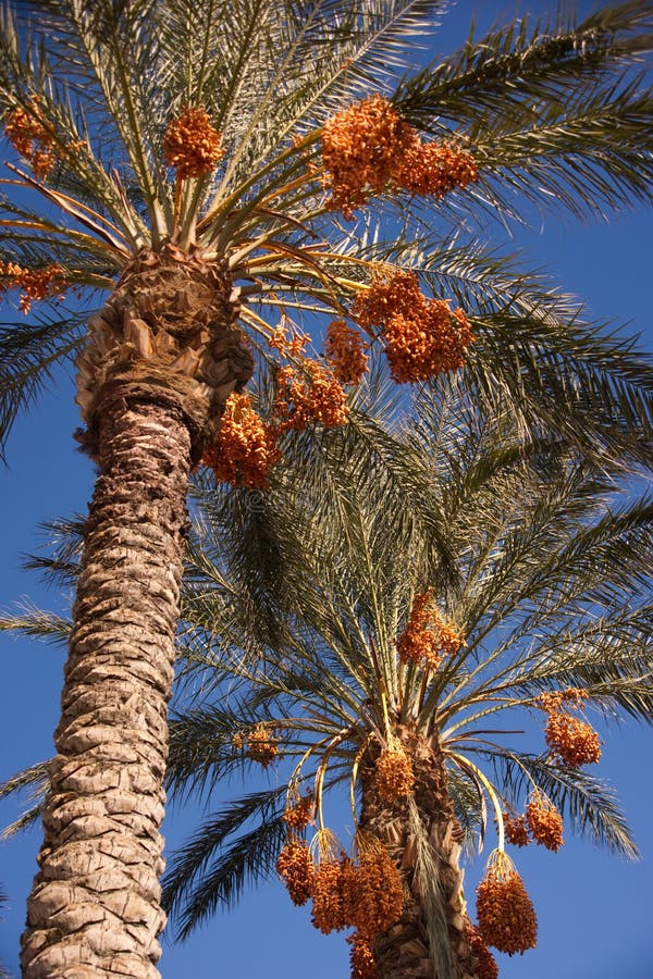 Datte sur les palmiers image stock. Image du bleu, tropical - 29373175