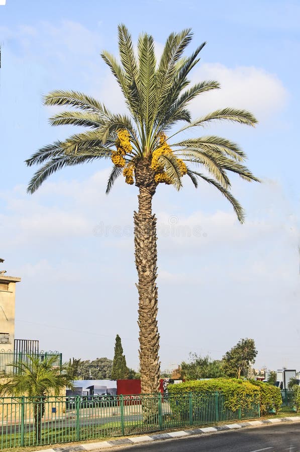 Dattelpalme stockbild. Bild von flora, palme, dekorativ - 162322785