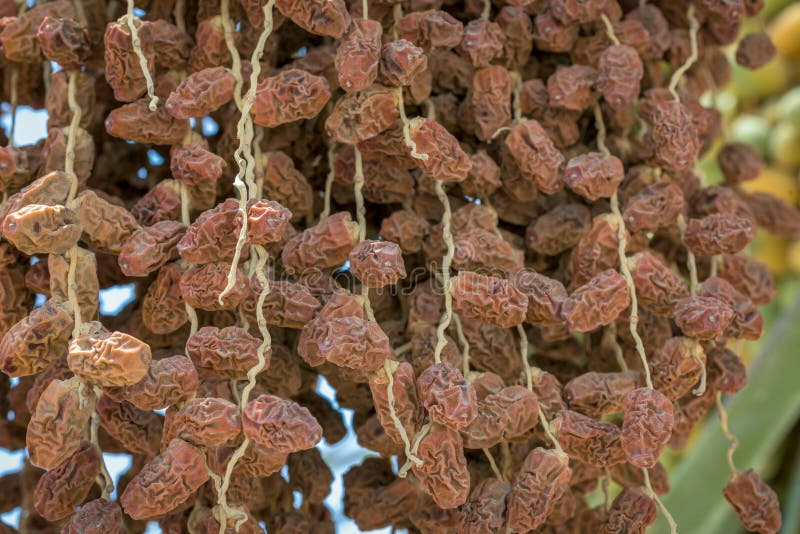 Datteri Secchi Che Appendono Con L'albero Delle Date Fotografia Stock ...