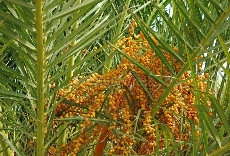 Dattes sur l'arbre photo stock. Image du lame, tranquille - 15496634