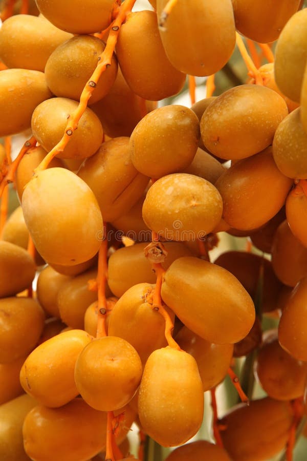 Dattes jaunes photo stock. Image du fruits, fermiers - 63442112