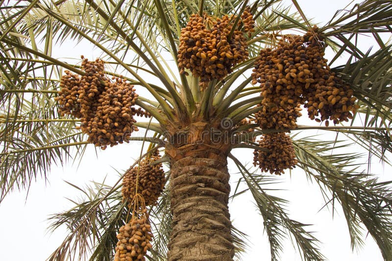 Dattes Sur Un Palmier De Datte Photo stock - Image du arbre, musulmans ...