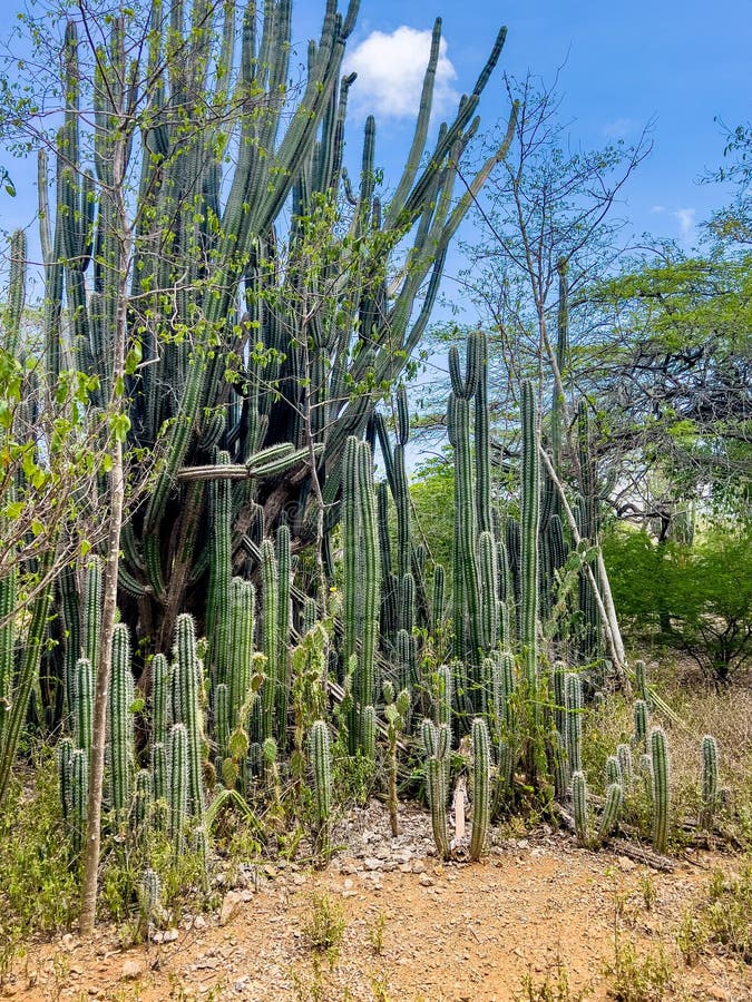 Datu Cacti at Hato Caves Garden in Curacao Stock Image - Image of ...