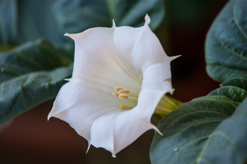 El Stramonium Sagrado Aka De La Datura O De La Datura Del Jimsonweed ...