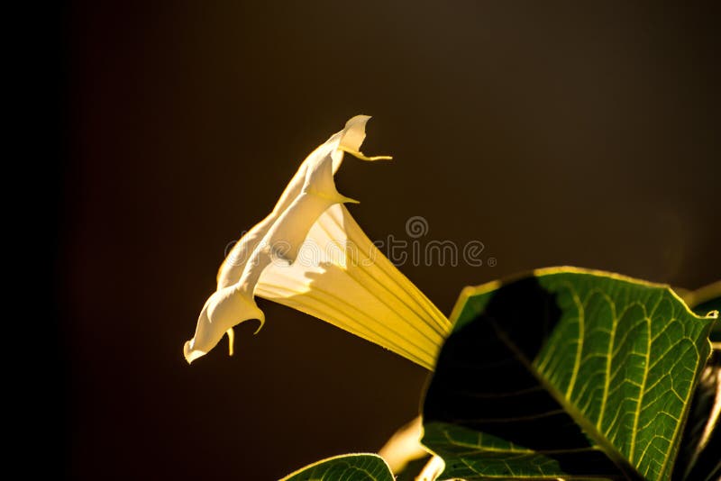 Datura De Estramonio, Espina De Manzana Con Flor Foto de archivo ...