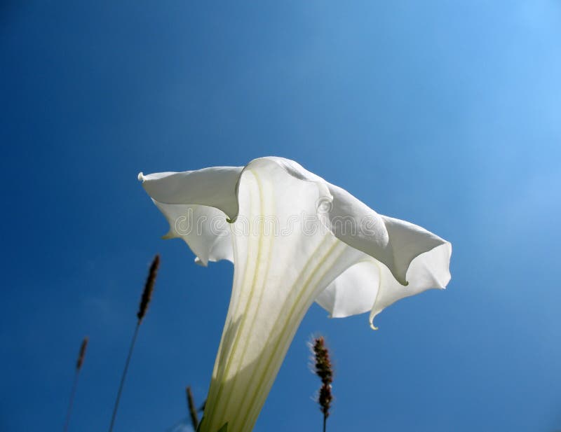 Datura flower stock photo. Image of white, nightshade - 23229584