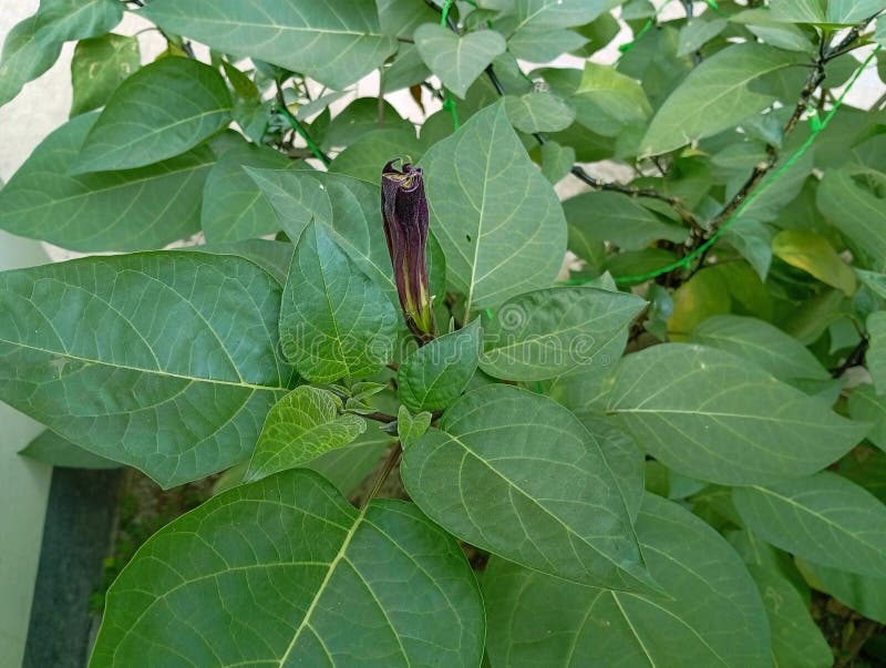 Datura Flower Bud, Datura Flower Garden, Scenery of Datura Flower 3 ...