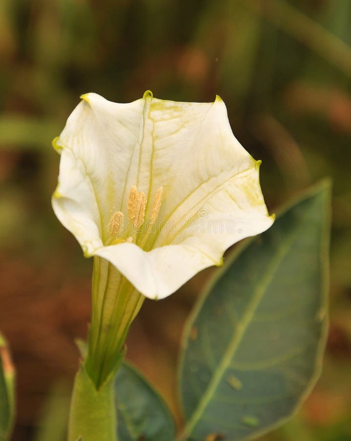 Datura flower stock image. Image of plant, campaign, grass - 25356655