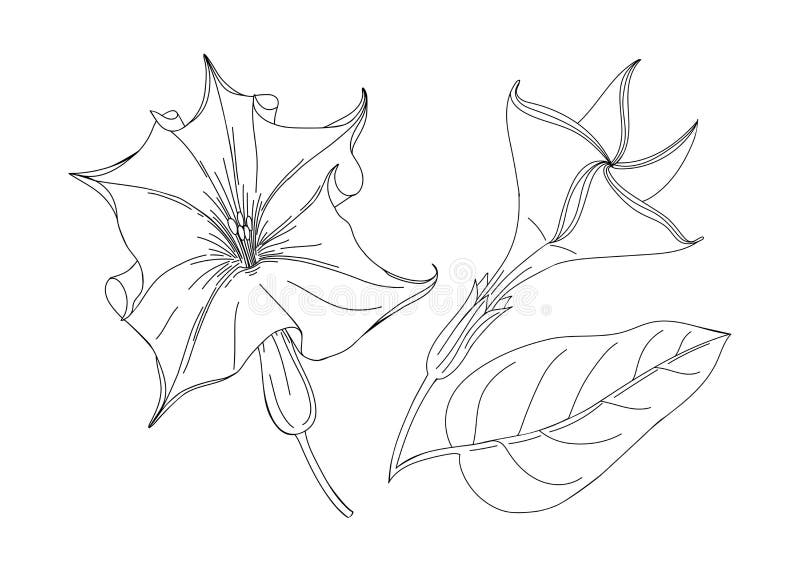 Vector Datura Stock Illustrations 113 Vector Datura Stock Illustrations Vectors And Clipart