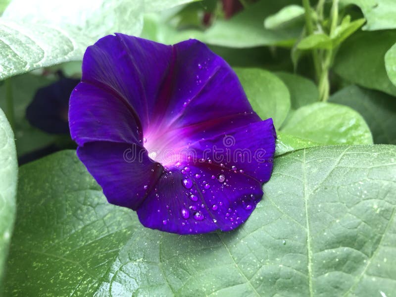 324 Pink Datura Flower Stock Photos - Free & Royalty-Free Stock Photos ...