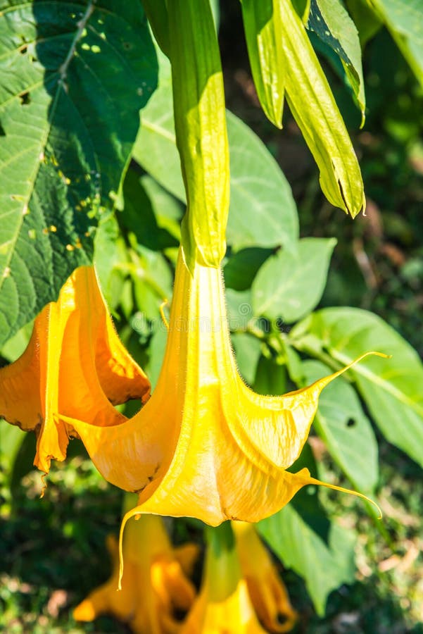 Datura flowers on tree stock image. Image of atropine - 188707843