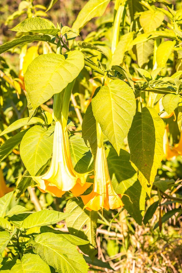 Datura flowers on tree stock photo. Image of atropine - 190198532