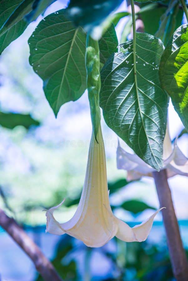 Datura flowers on tree stock image. Image of plant, detail - 218025201