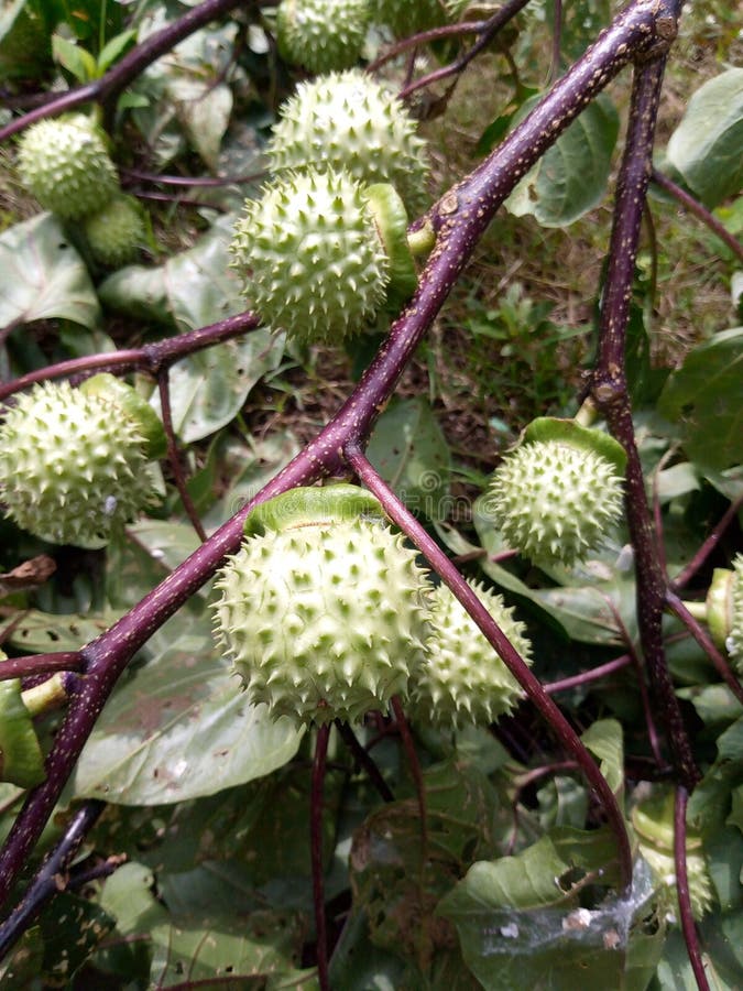 Datura Fruit is Perfectly Round and Has Sharp Thorns. this Fruit Can ...