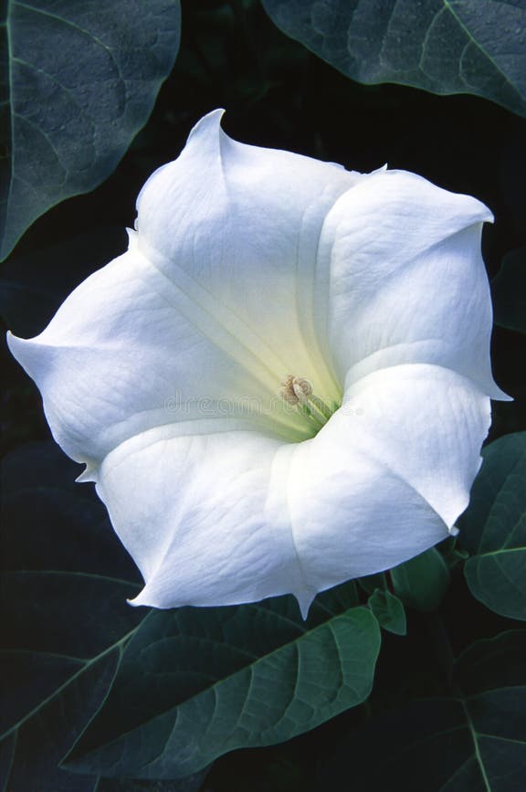 Datura inoxia stock image. Image of white, leafy, toxic - 7768571