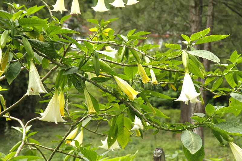 Datura Stramonium stock image. Image of blossom, wild - 18697667