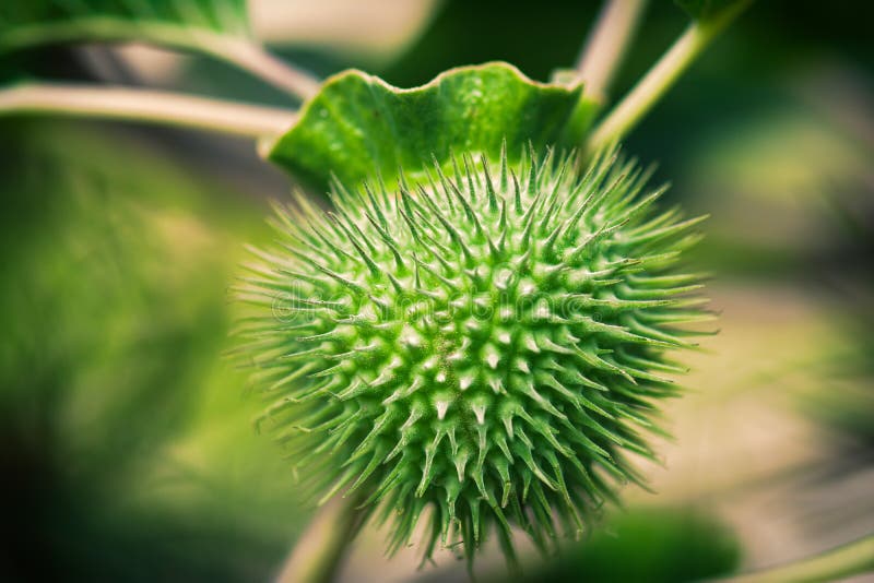 Datura stramonium stock image. Image of poisonous, thornapple - 93881667