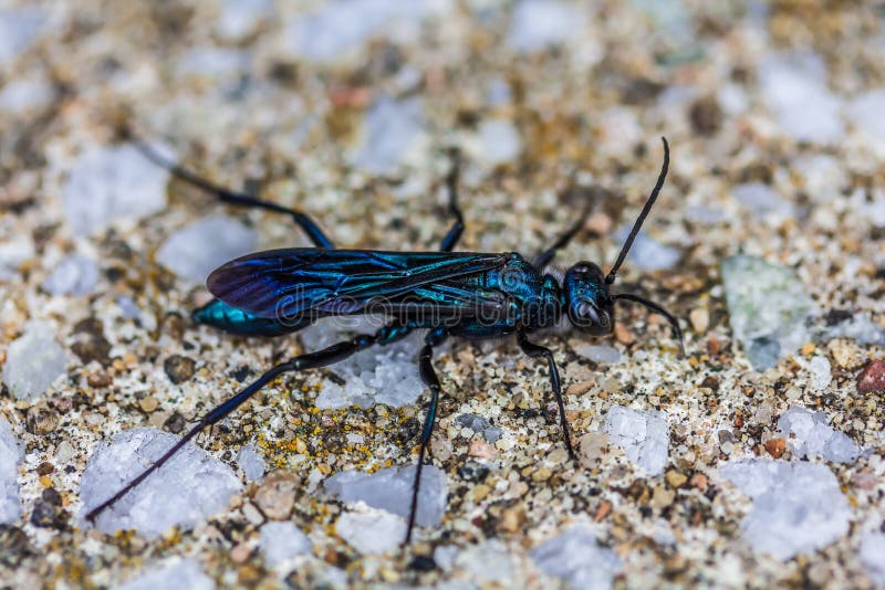 Vespa Azul Da Lama No Azevinho De Mar Foto de Stock - Imagem de inseto ...