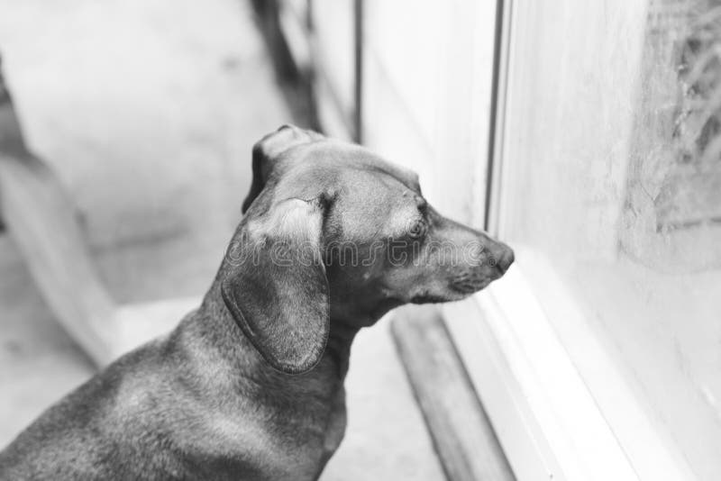 Perro serio imagen de archivo. Imagen de perro, perrito - 24142551