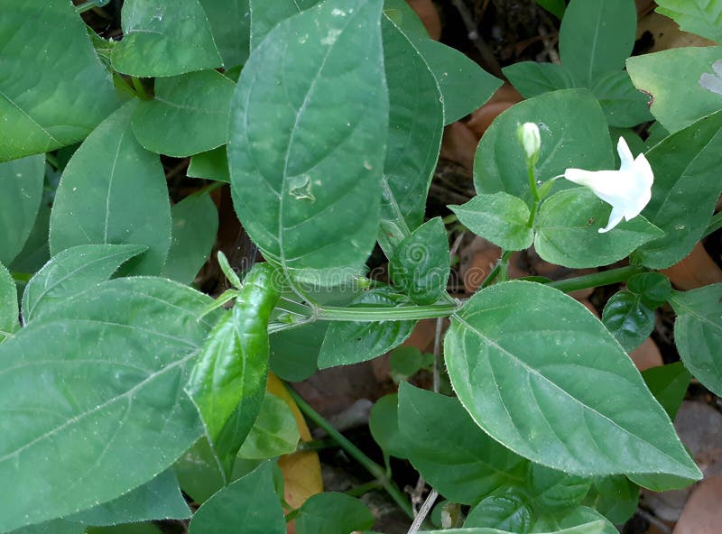 Soil Calincing (Oxalis Barrelieri L.) Stock Image - Image of ...